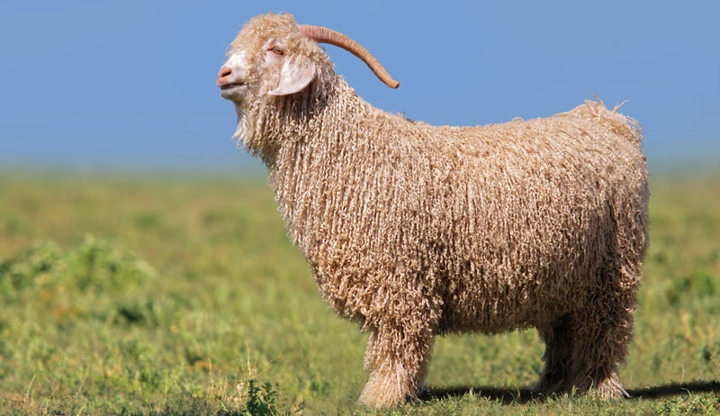 Angora Goat | Animal Atomizer Wiki | Fandom