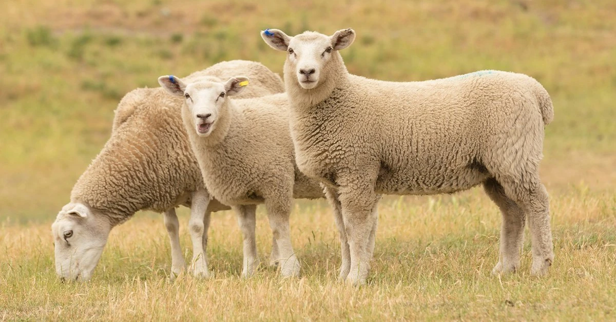 Sheep | Animal Atomizer Wiki | Fandom