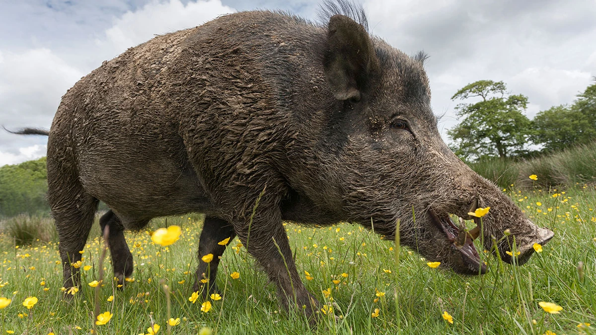 Wild Boar | Animal Atomizer Wiki | Fandom