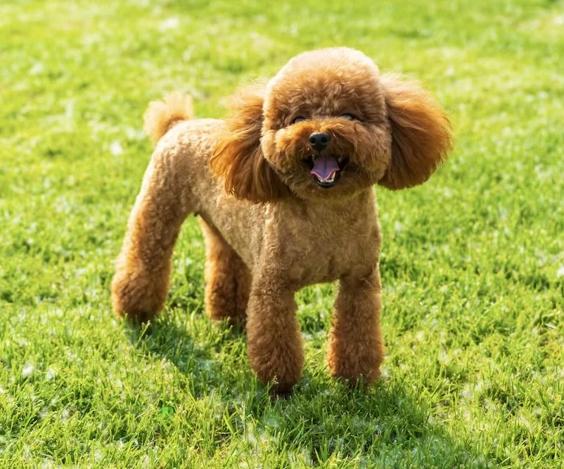 Toy Poodle | Animal Atomizer Wiki | Fandom