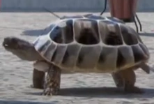 List Of Animals Who Seen in Athleticus | Animal Atomizer Wiki | Fandom