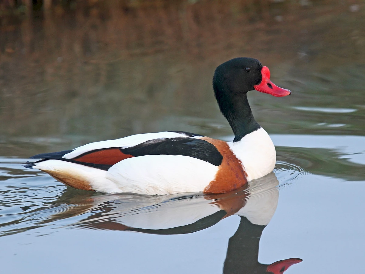 Common Shelduck | Animal Atomizer Wiki | Fandom