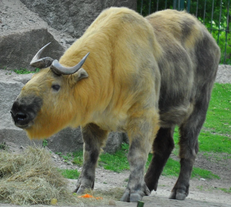 Takin | Animal Atomizer Wiki | Fandom