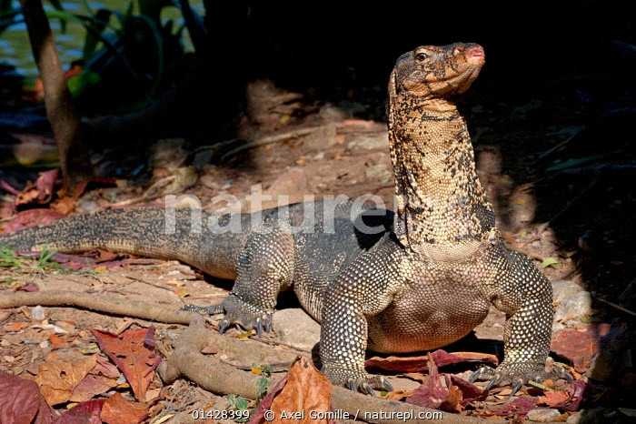 Asian Water Monitor | Animal Atomizer Wiki | Fandom