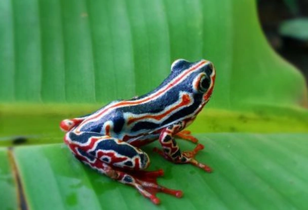 Painted Reed Frog | Animal Atomizer Wiki | Fandom