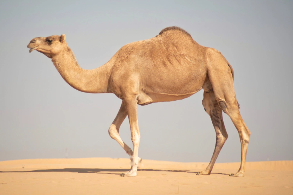 Arabian Camel | Animal Atomizer Wiki | Fandom