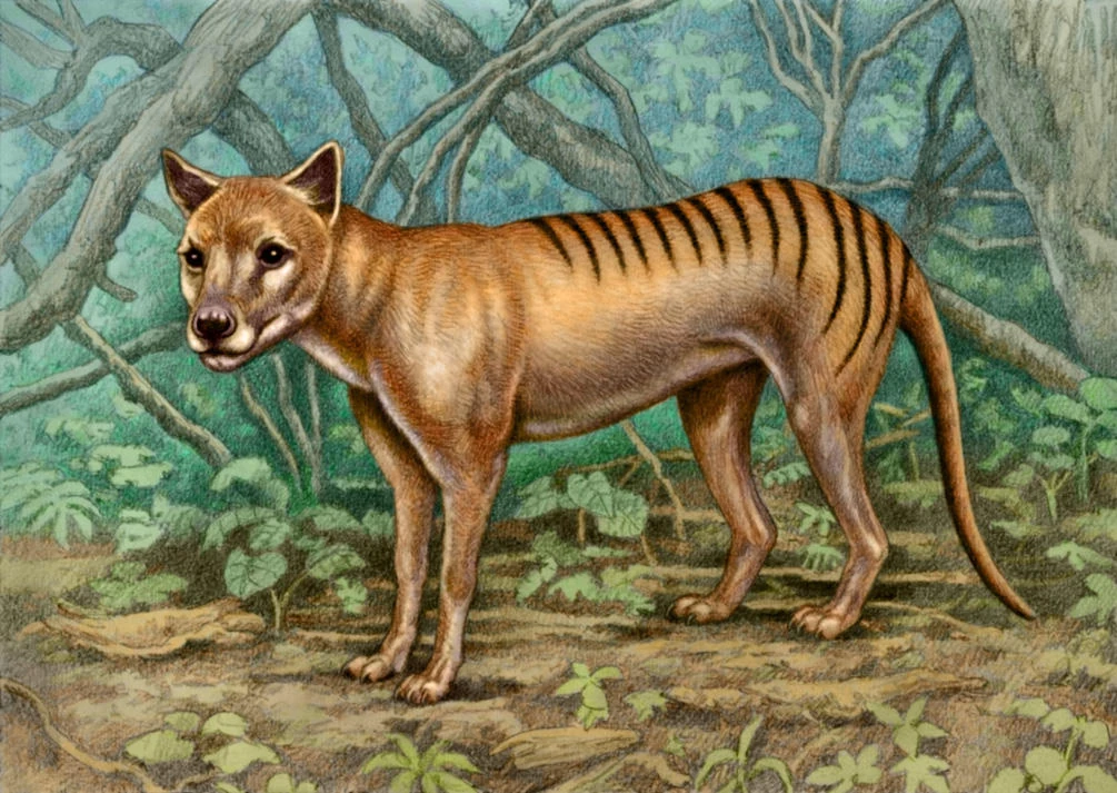 Thylacine | Animal Atomizer Wiki | Fandom