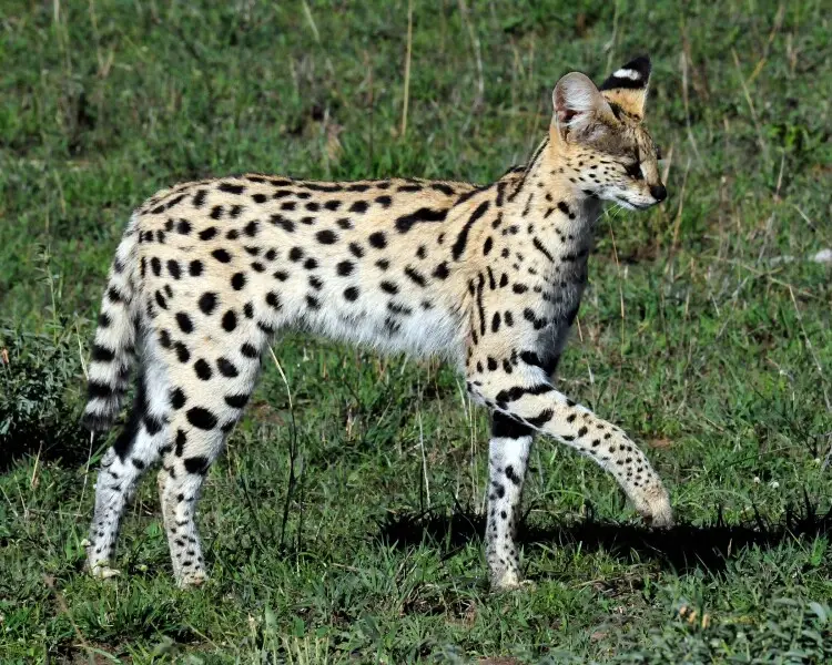 Serval | Animal Atomizer Wiki | Fandom