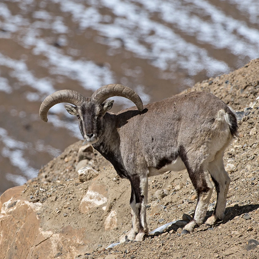 Bharal | Animal Atomizer Wiki | Fandom
