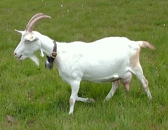 Saaen Goat | Animal Atomizer Wiki | Fandom