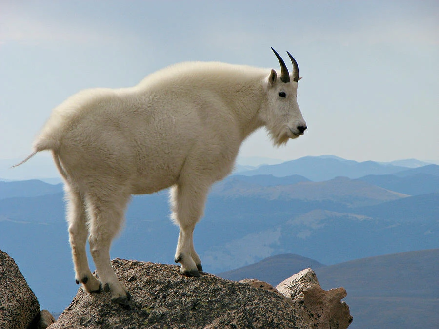 Rocky Mountain Goat | Animal Atomizer Wiki | Fandom
