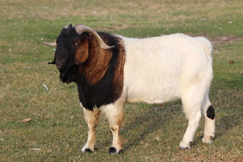 Boer Goat | Animal Atomizer Wiki | Fandom