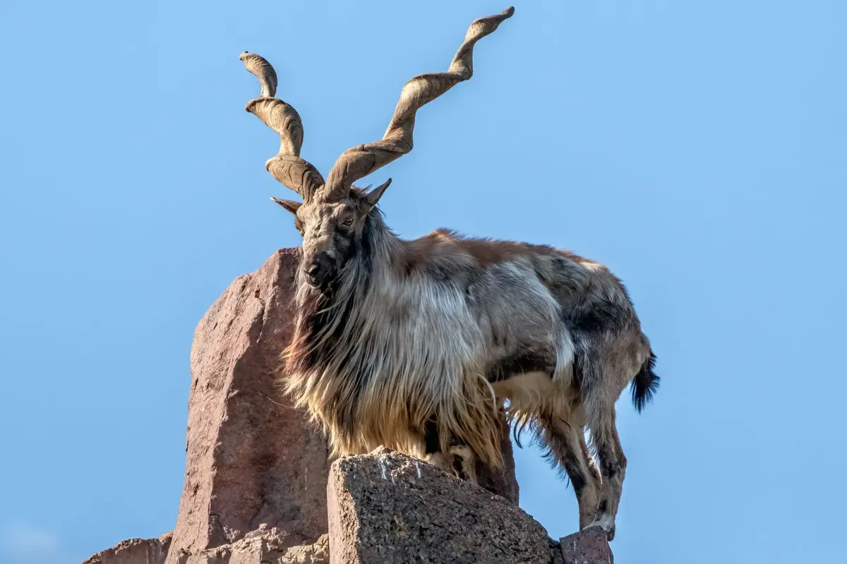 Markhor | Animal Atomizer Wiki | Fandom