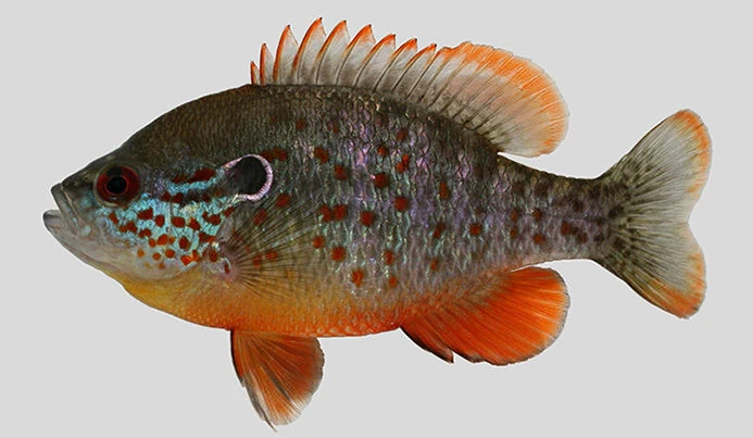 Sunfish | Animal Atomizer Wiki | Fandom