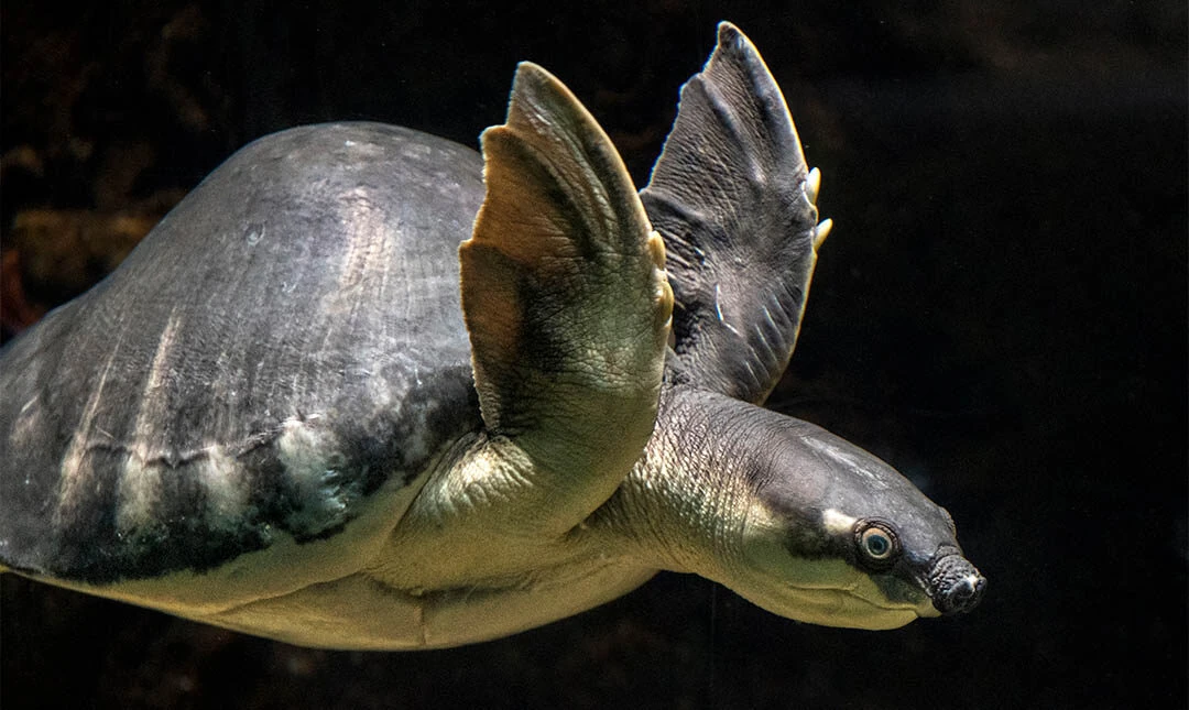 Fly River Turtle | Animal Atomizer Wiki | Fandom