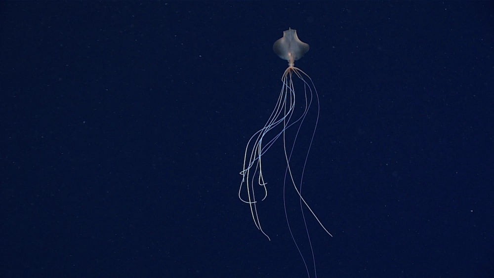 Bigfin Squid | Animal Atomizer Wiki | Fandom