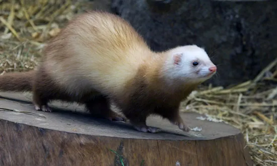 Ferret | Animal Atomizer Wiki | Fandom