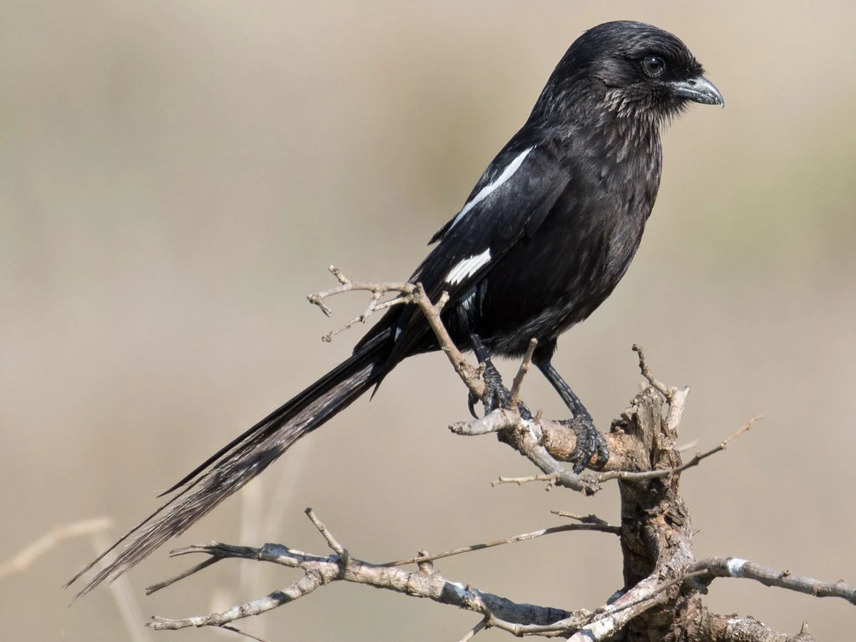 Magpie Shrike | Animal Atomizer Wiki | Fandom
