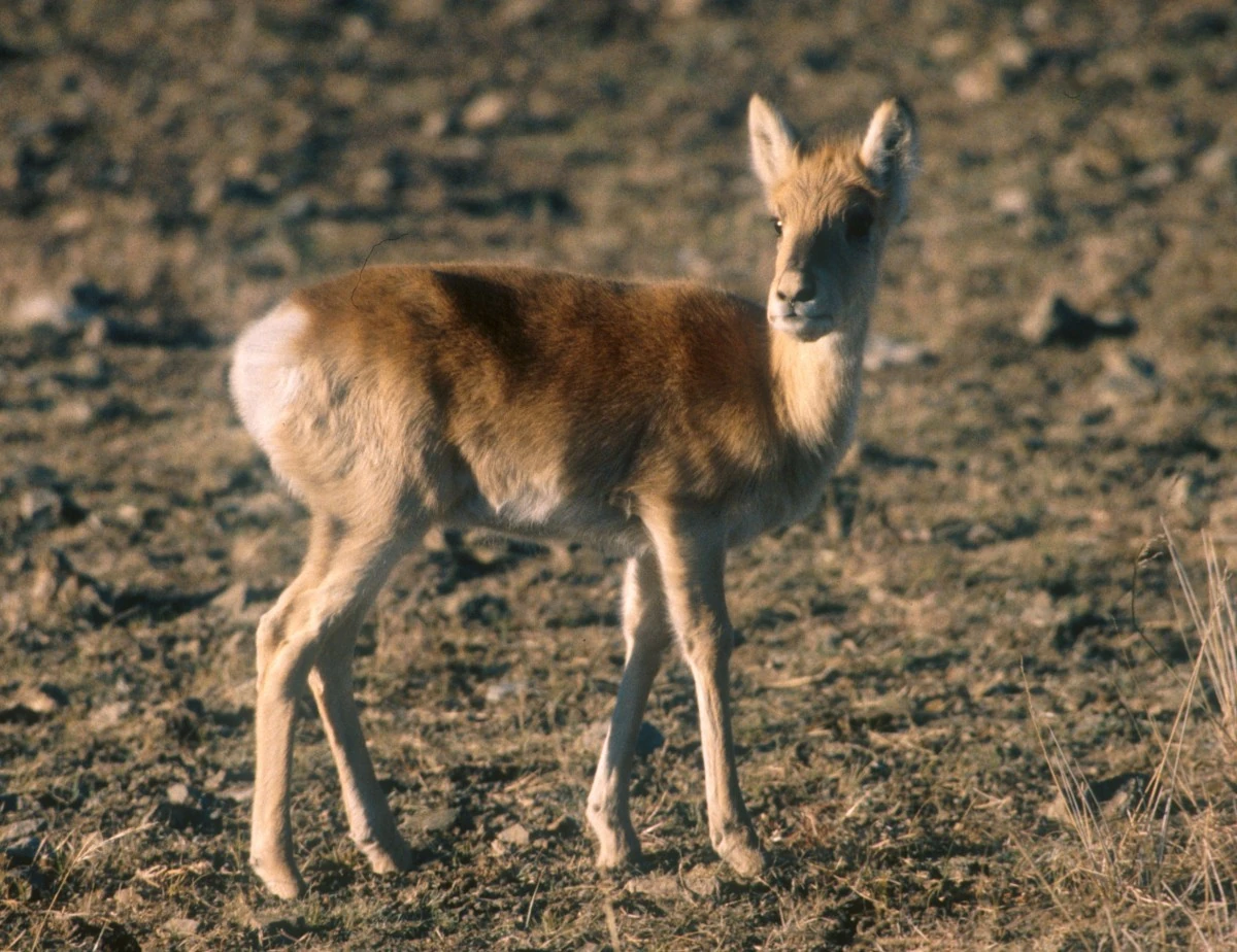 Zeren | Animal Atomizer Wiki | Fandom