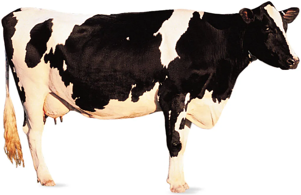 Cow | Animal Atomizer Wiki | Fandom