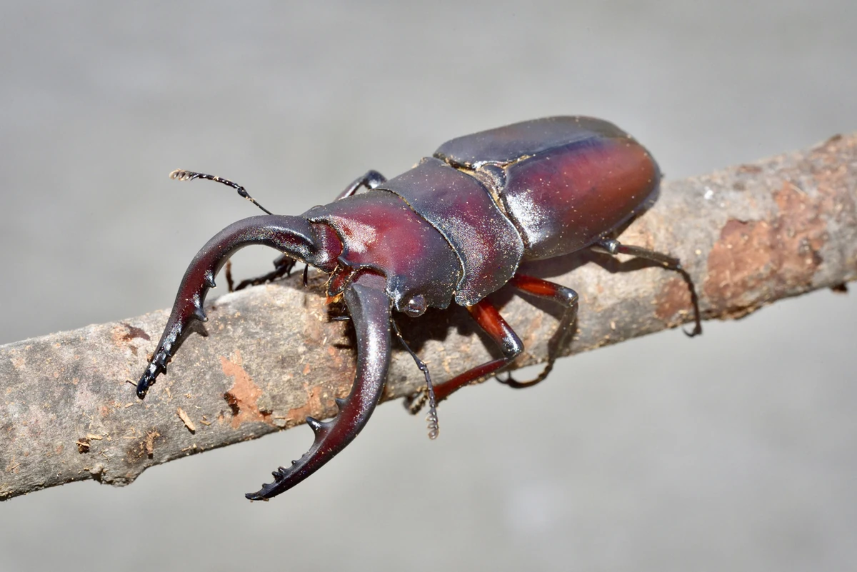 Sawtooth Stag Beetle | Animal Atomizer Wiki | Fandom