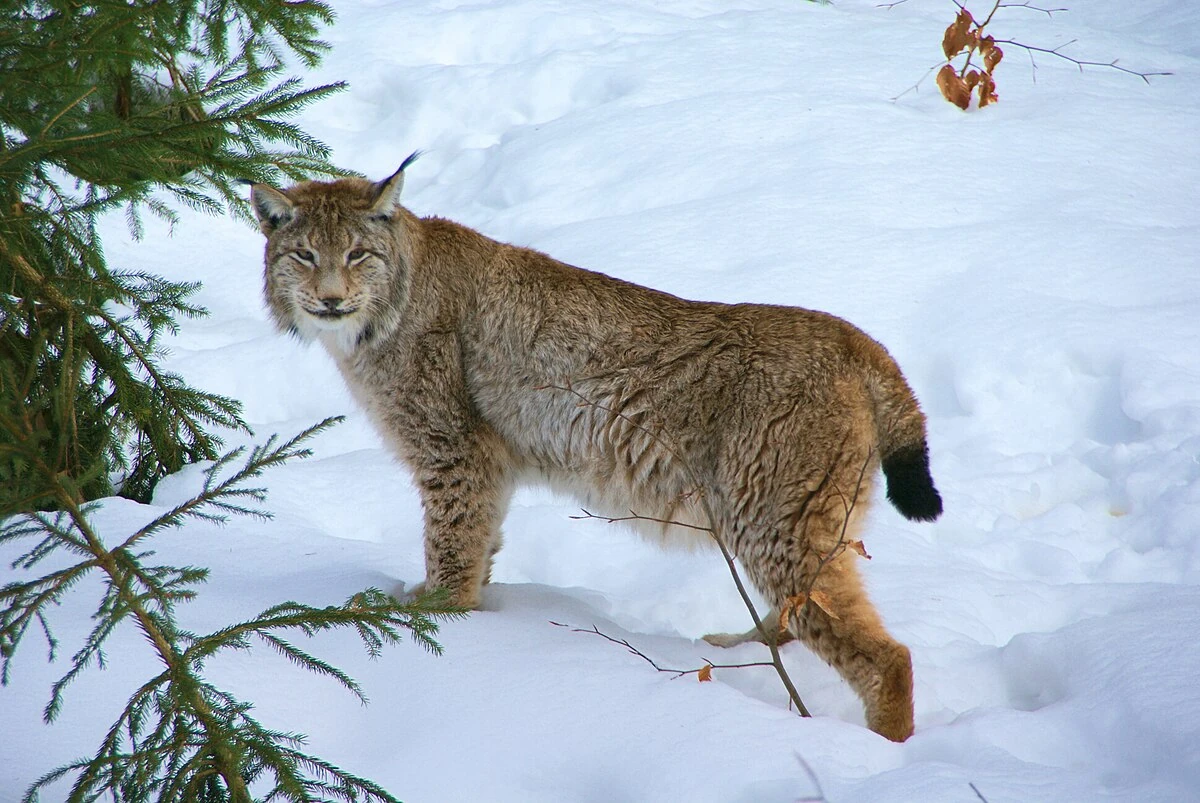 Eurasian Lynx | Animal Atomizer Wiki | Fandom
