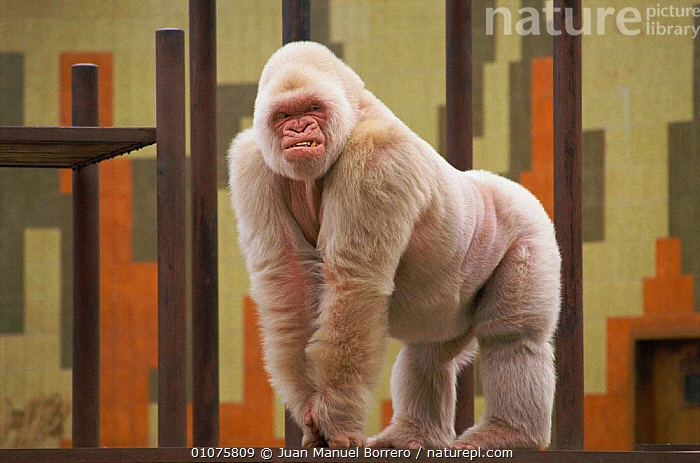 Albino Gorilla | Animal Atomizer Wiki | Fandom