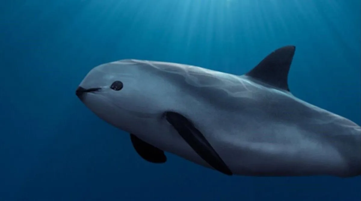 Vaquita | Animal Atomizer Wiki | Fandom