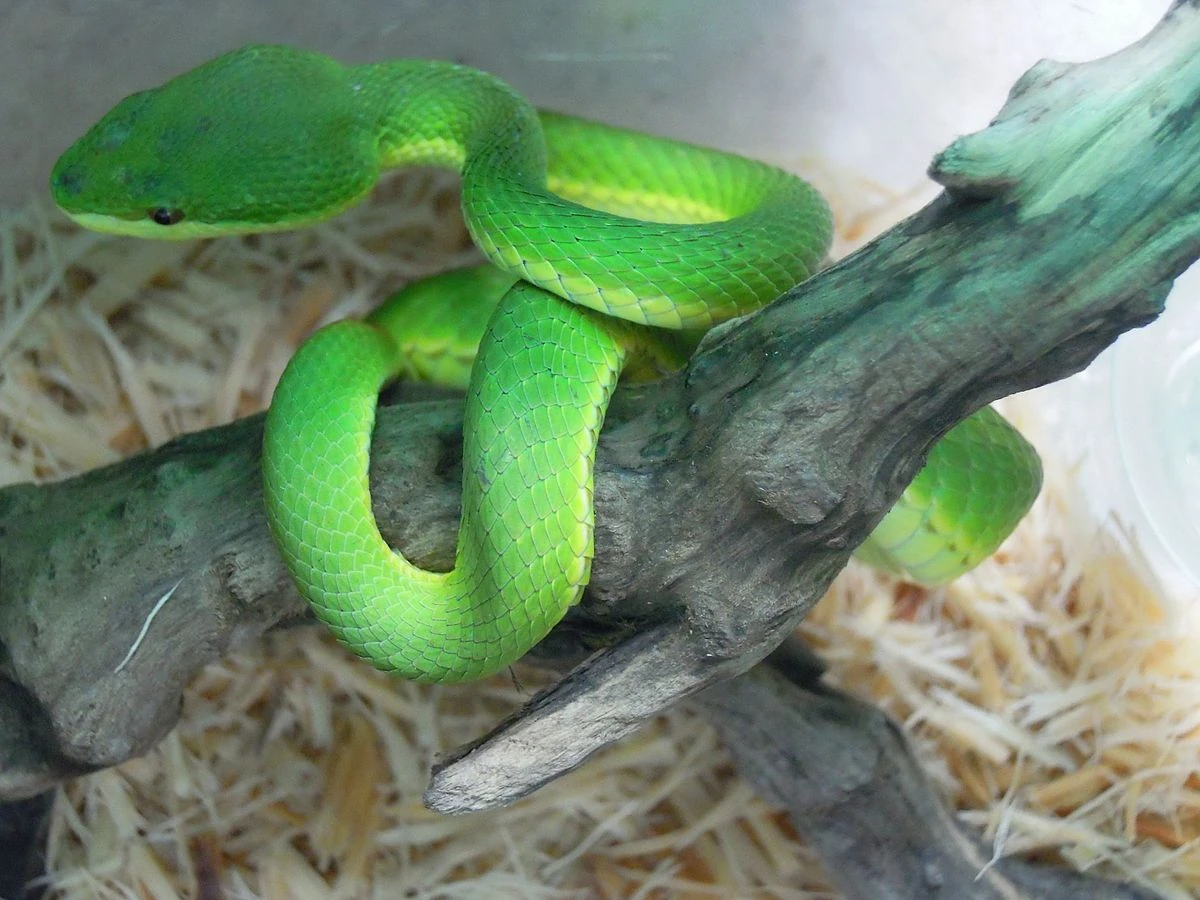 Green Pit Viper | Animal Atomizer Wiki | Fandom