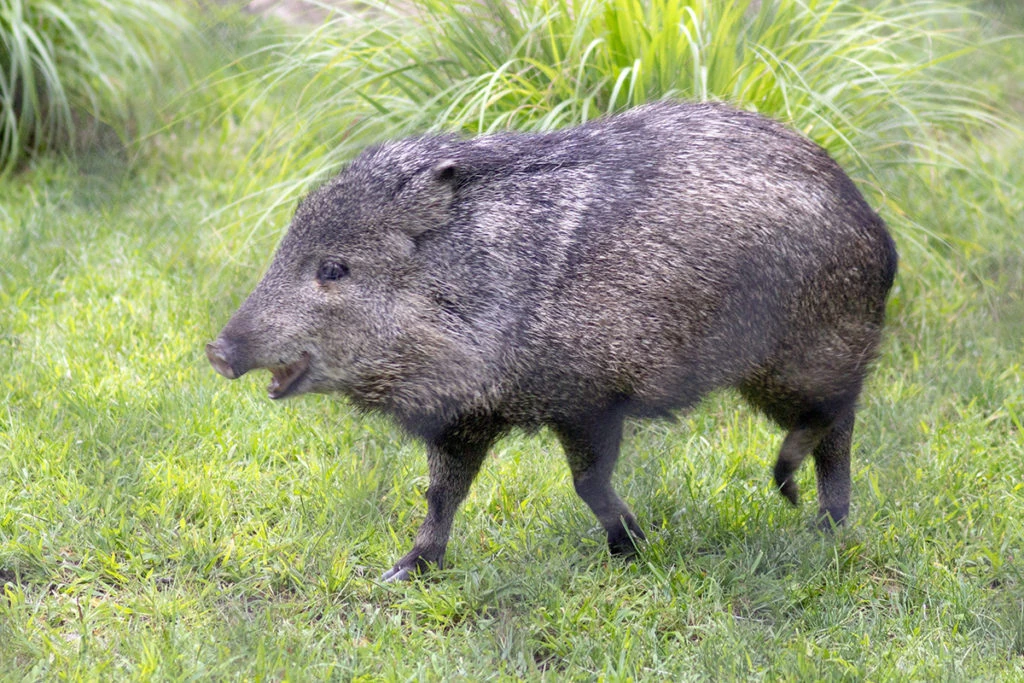 Collared Peccary | Animal Atomizer Wiki | Fandom