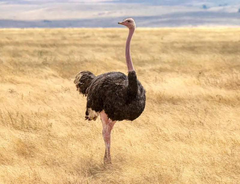 Common Ostrich | Animal Atomizer Wiki | Fandom