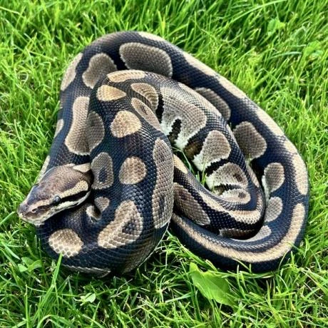 Royal Python | Animal Atomizer Wiki | Fandom