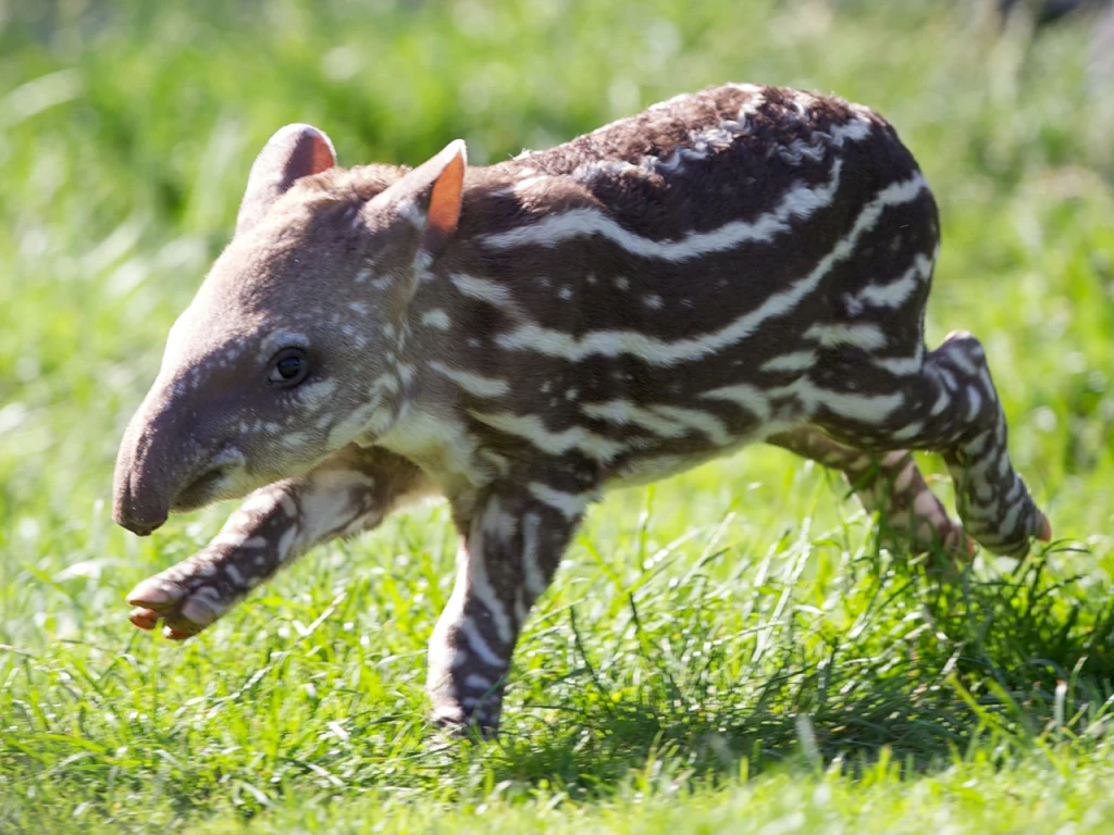 Baby Tapir | Animal Atomizer Wiki | Fandom