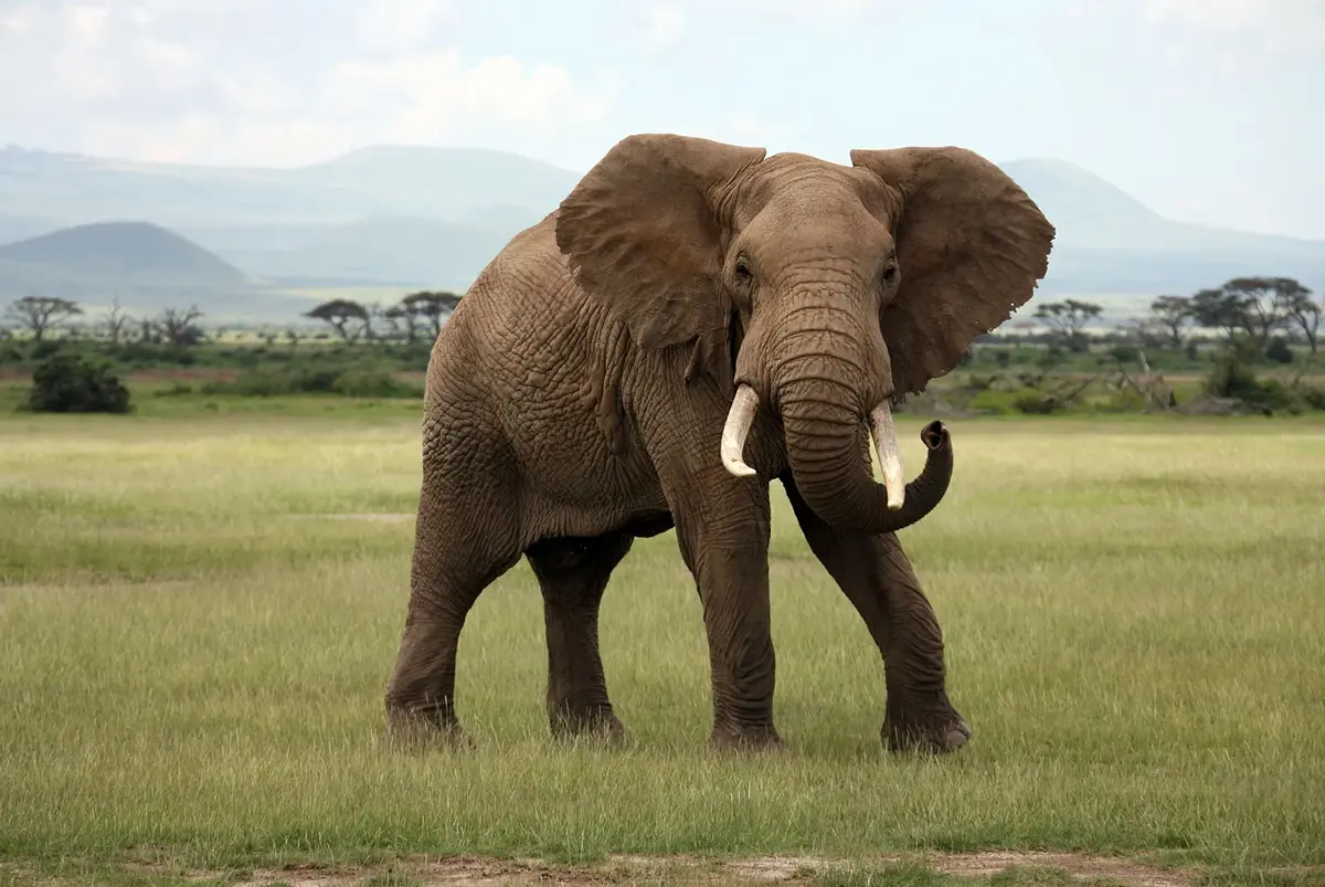 East African Savanna Elephant | Animal Atomizer Wiki | Fandom