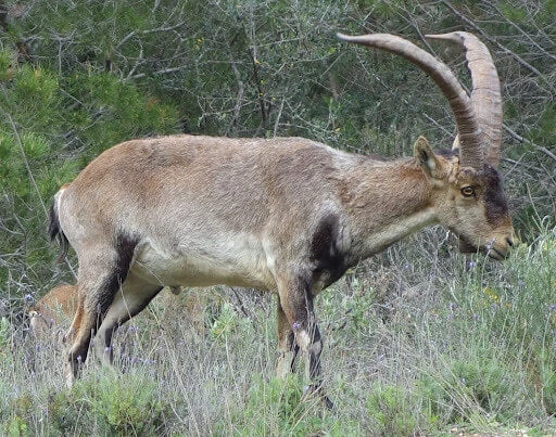 Pyrenean Ibex | Animal Atomizer Wiki | Fandom