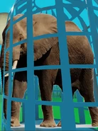 African Savanna Elephant | Animal Atomizer Wiki | Fandom