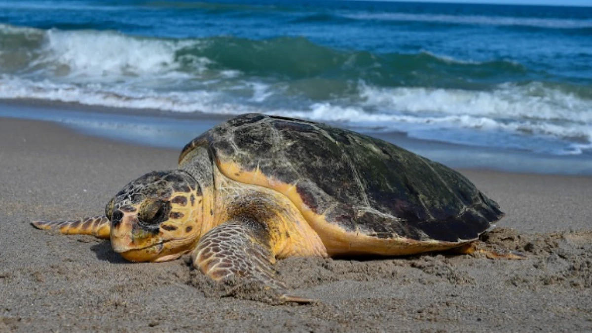 Loggerhead Sea Turtle | Animal Atomizer Wiki | Fandom