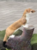 Stoat | Animal Atomizer Wiki | Fandom