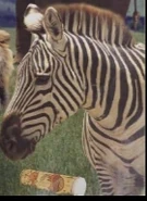 Plains Zebra | Animal Atomizer Wiki | Fandom