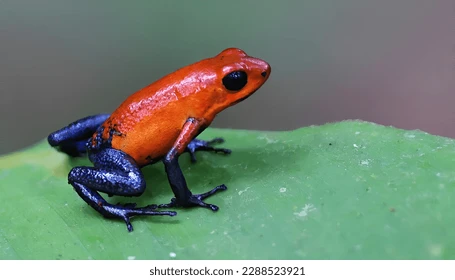 Strawberry Poison Frog | Animal Atomizer Wiki | Fandom