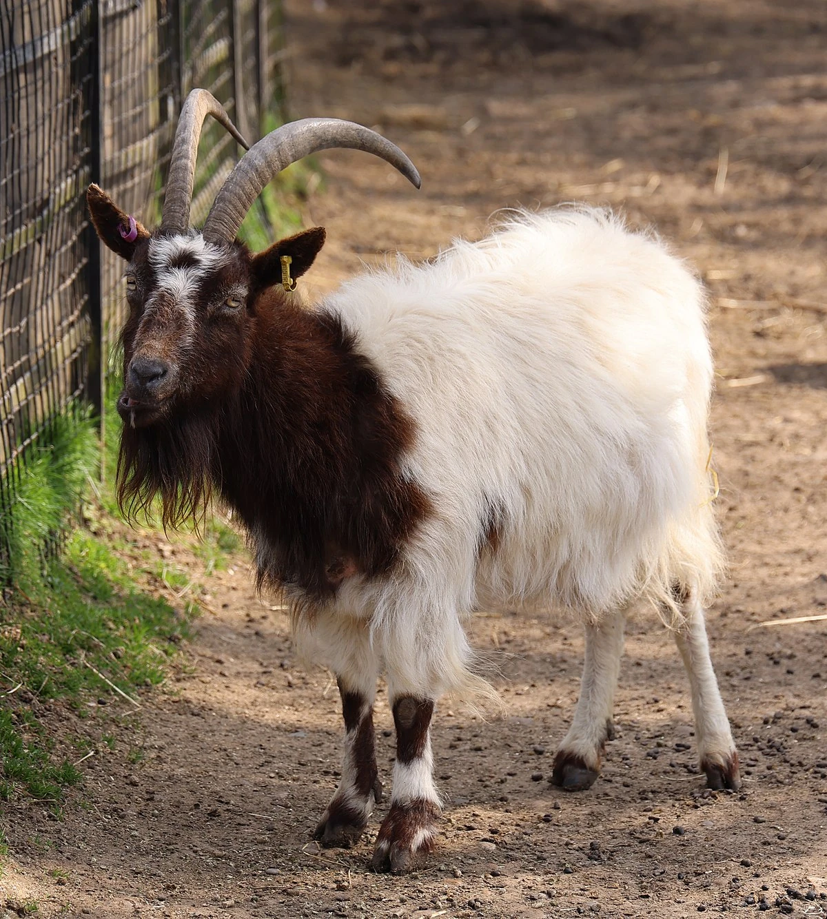 Bagot Goat | Animal Atomizer Wiki | Fandom