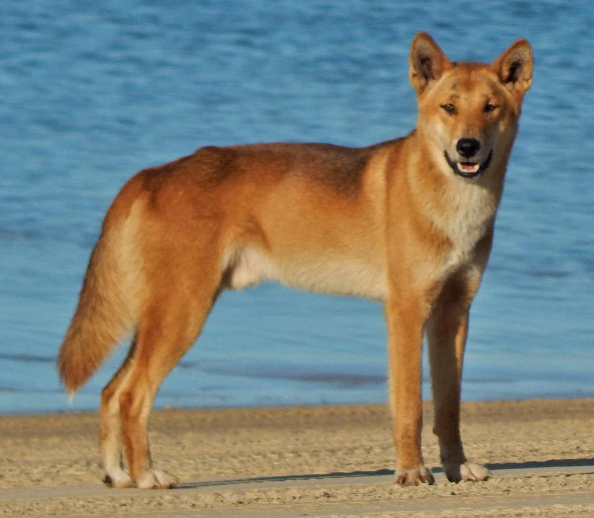 Dingo | Animal Atomizer Wiki | Fandom