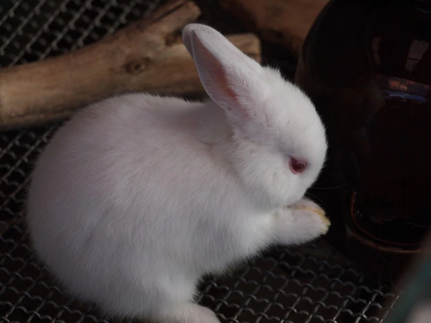 Japanese White Rabbit | Animal Atomizer Wiki | Fandom