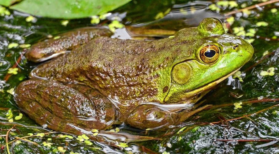 American Bullfrog | Animal Atomizer Wiki | Fandom