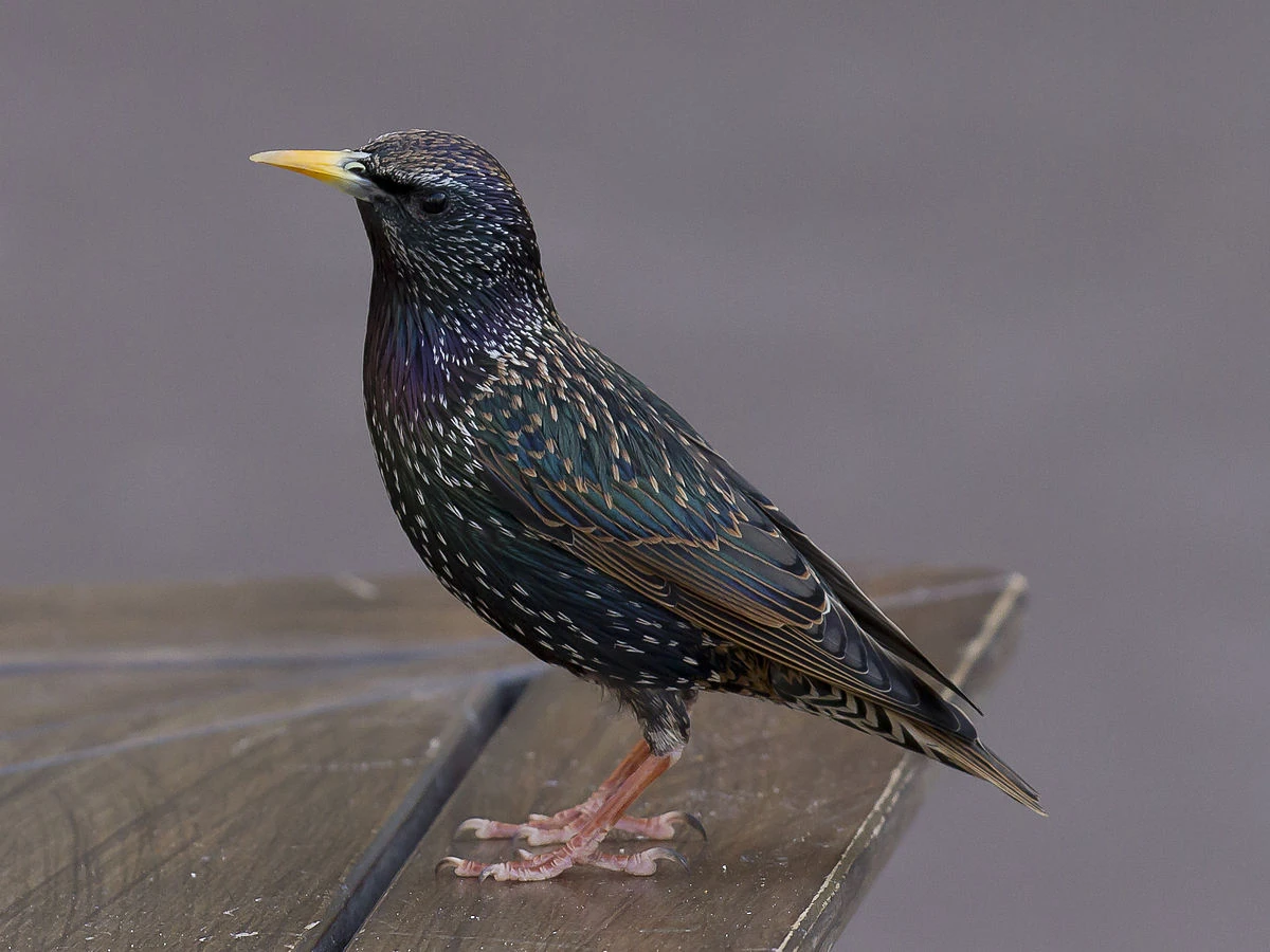 Common Starling | Animal Atomizer Wiki | Fandom