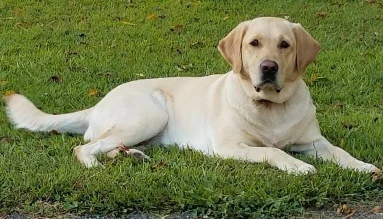 Yellow Lab | Animal Atomizer Wiki | Fandom