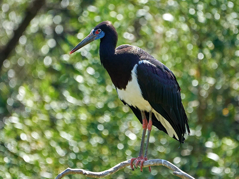 Abdim's Stork | Animal Atomizer Wiki | Fandom