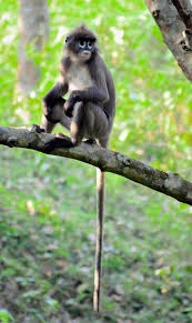 Popa Langur | Animal Atomizer Wiki | Fandom