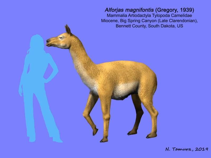 Alforjas | Animal Atomizer Wiki | Fandom