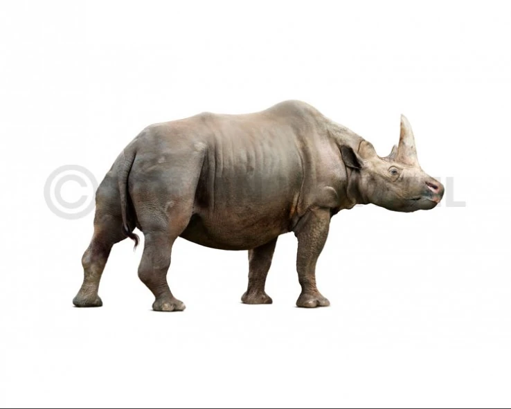 Sinotherium | Animal Atomizer Wiki | Fandom